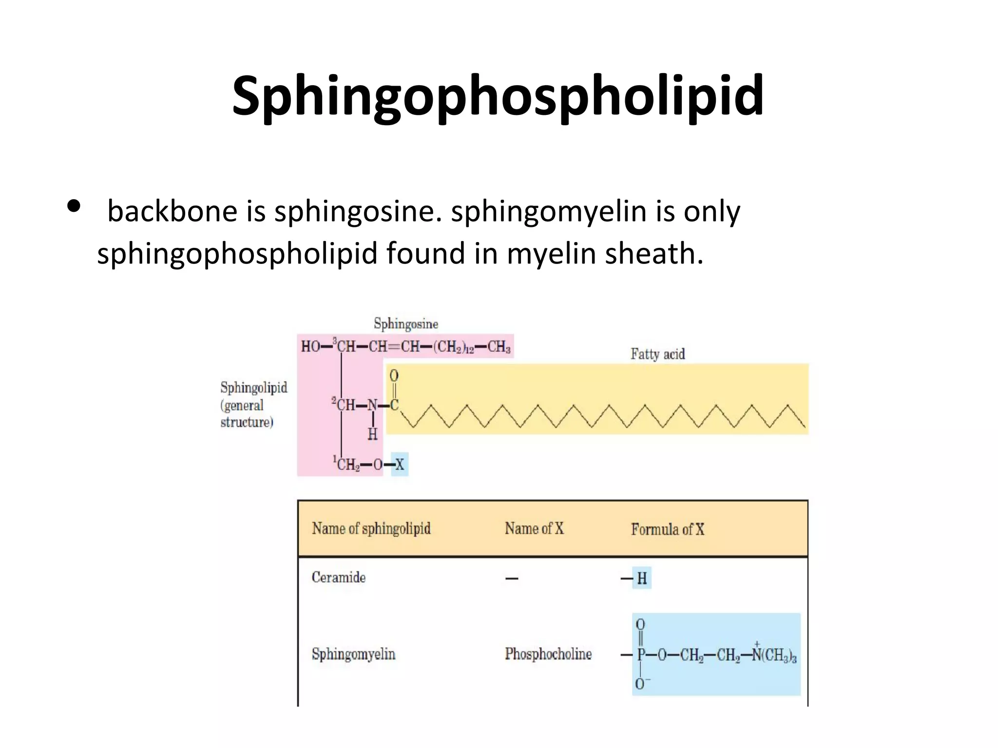 Lipids.pdf