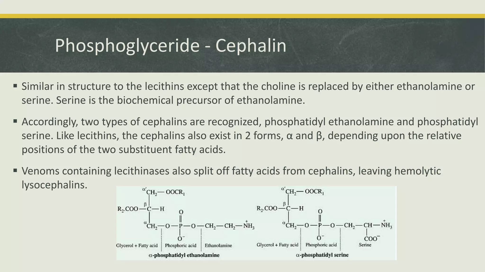 Lipids.pptx
