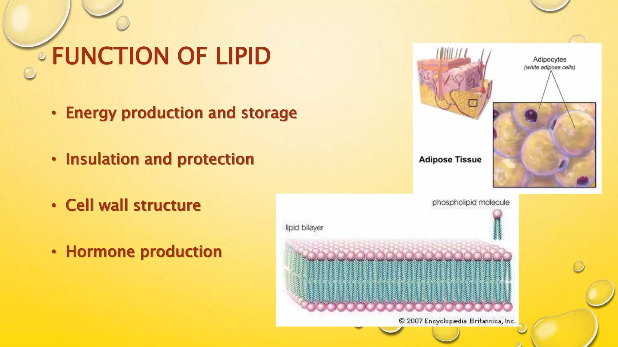 LIPIDS.pptx