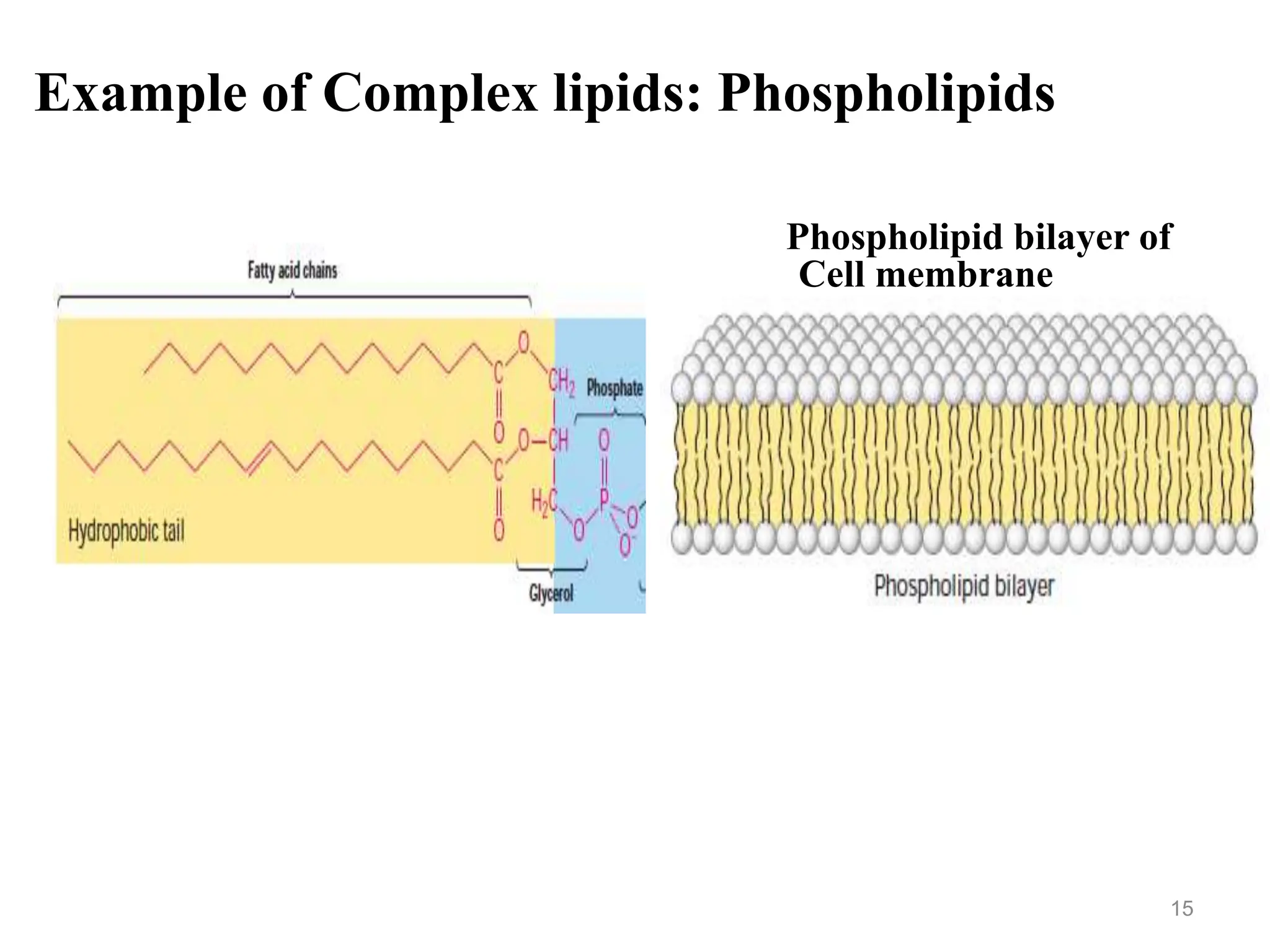 Lipids.pptx assignmenent biochemistry year one | PPTX