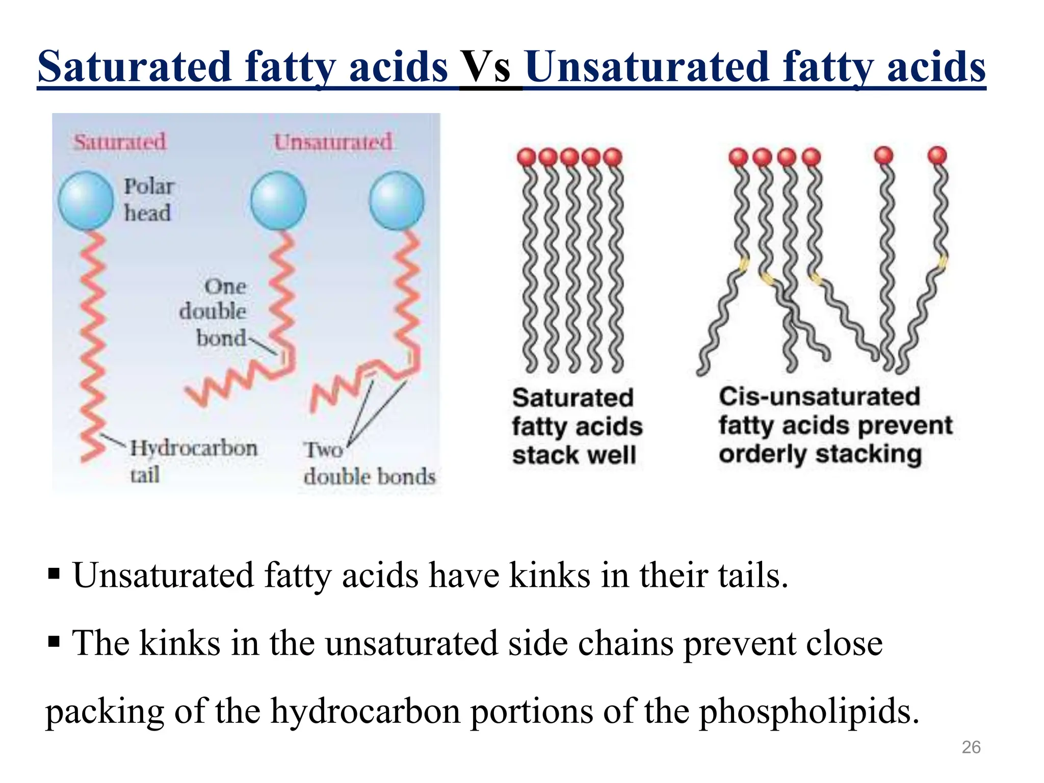 Lipids.pptx assignmenent biochemistry year one | PPTX