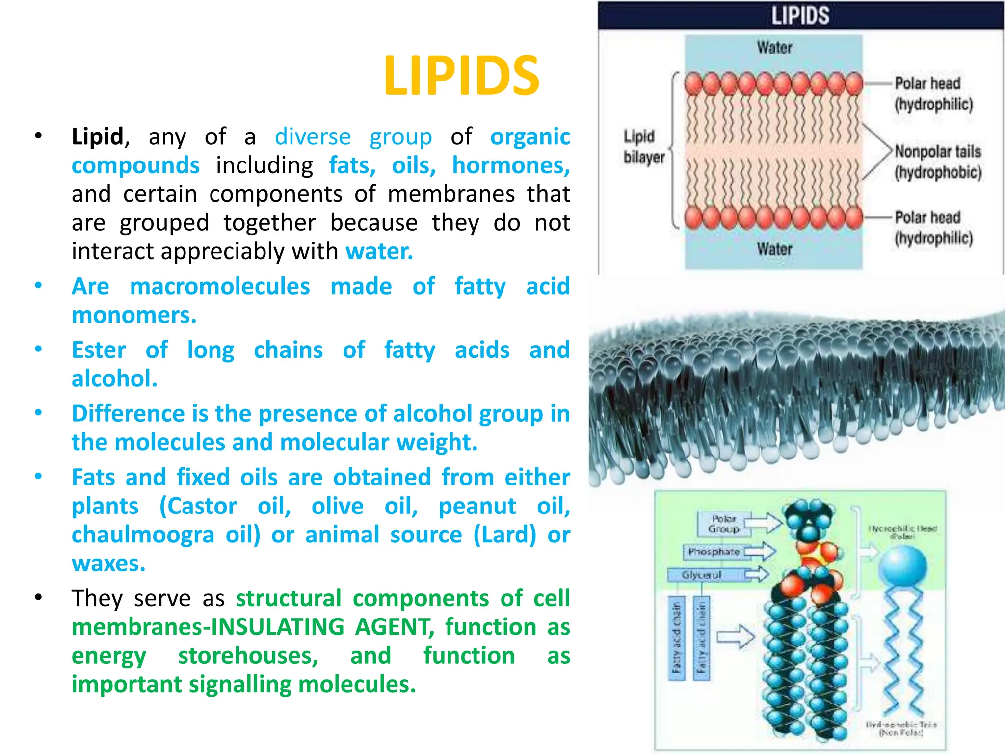 LIPIDS CONTAINING CRUDE DRUGS FROM PLANTS AND ANIMALS.pptx