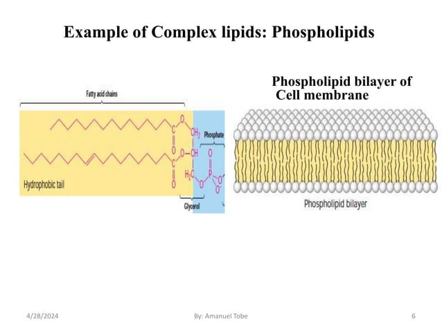 Lipids are a diverse group of organic molecules that are insoluble in ...