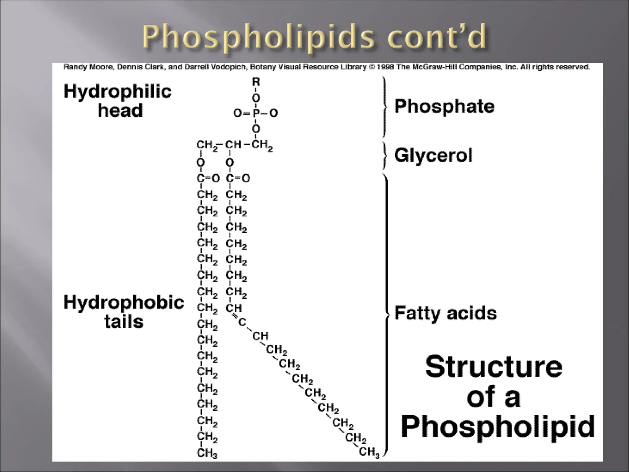 LIPIDS sources and their functional structure.ppt | Chemistry | Science