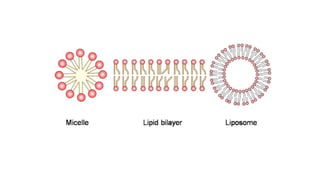 Lipids - biomolecules - biochemistry.pptx