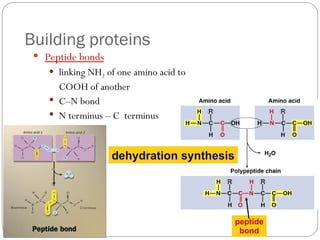 Proteins, lipids and their Importance in human lives | PPT