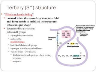 Proteins, lipids and their Importance in human lives | PPT
