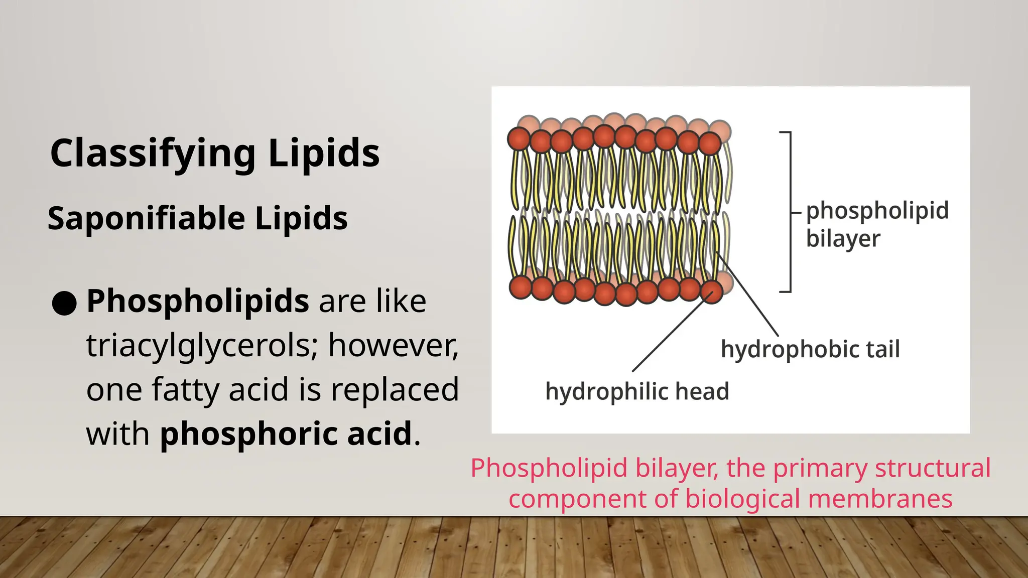 lipids.powerpoint presentation in science | PPTX