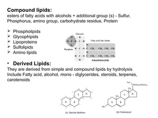 Biological Macromolecule - Lipids - Introduction | PPT