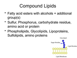 Biological Macromolecule - Lipids - Introduction | PPT