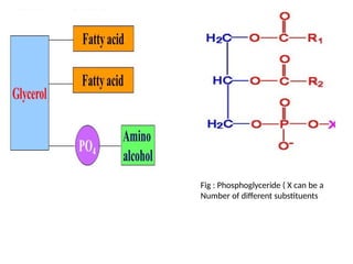BSC Agriculture LIPIDS. Bsc Biochemistry notes | PPTX