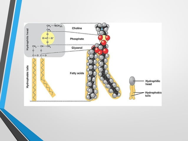 Structures and types of LIPIDS/Fats.pptx