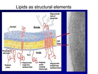 Lipids and building blocks of life in the food system | PPTX