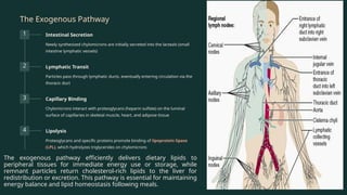 Lipids-and-Lipoproteins (2).pptx in clinical chemistry 1 | PPTX