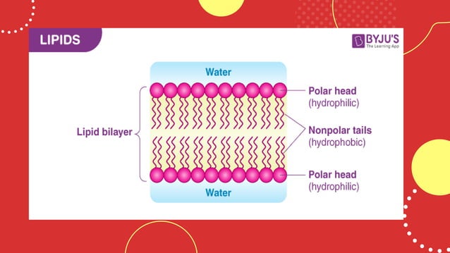 lipids case ppt(powerpoint presentation | PPT