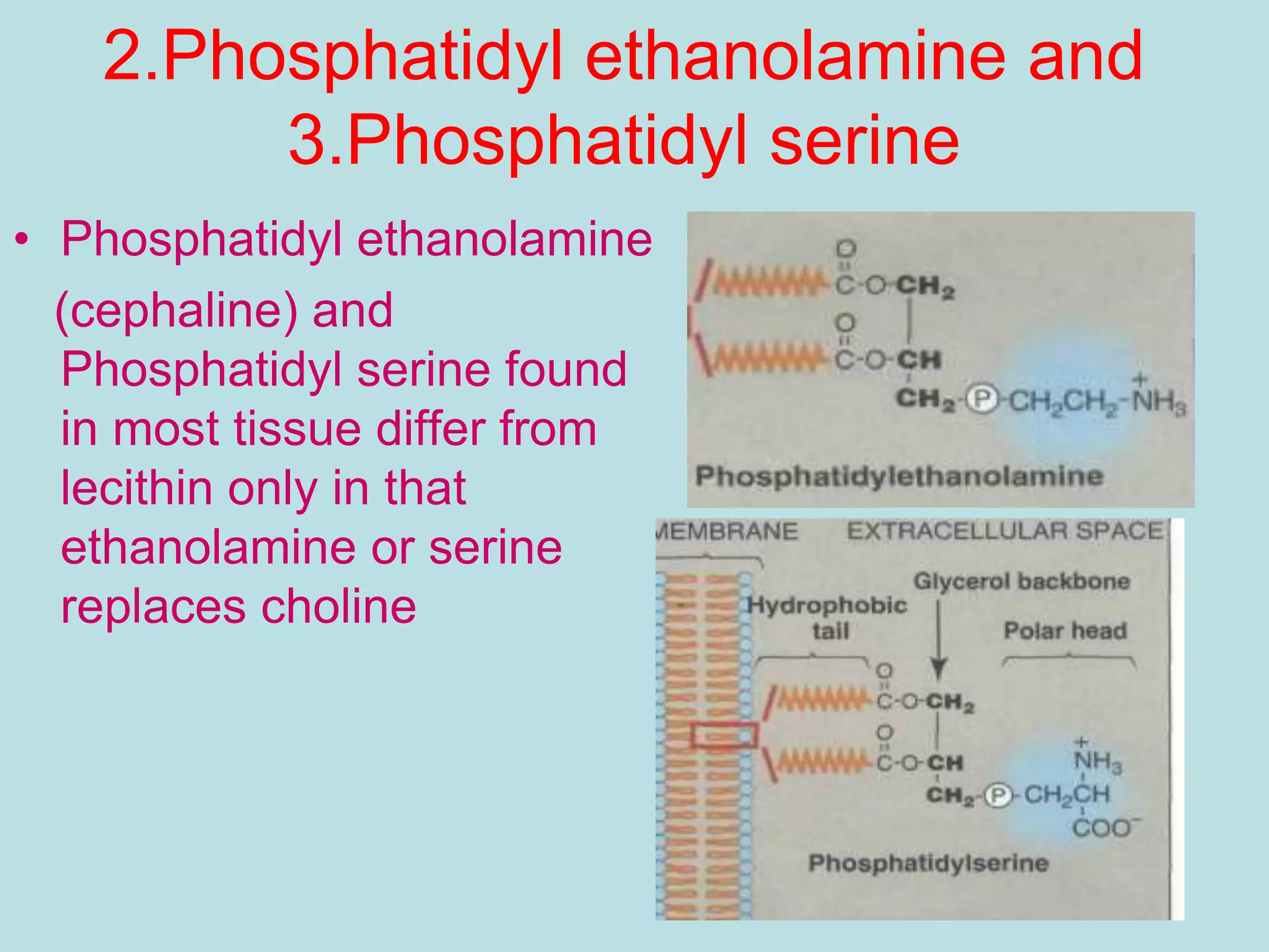 Lipids Chemistry Structure & Function (More Detailed) | PPT