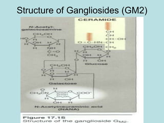 Lipids Chemistry Structure & Function (More Detailed) | PPT