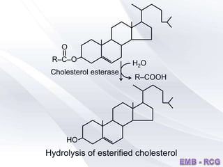 Lipids digestion and absorption | PPT