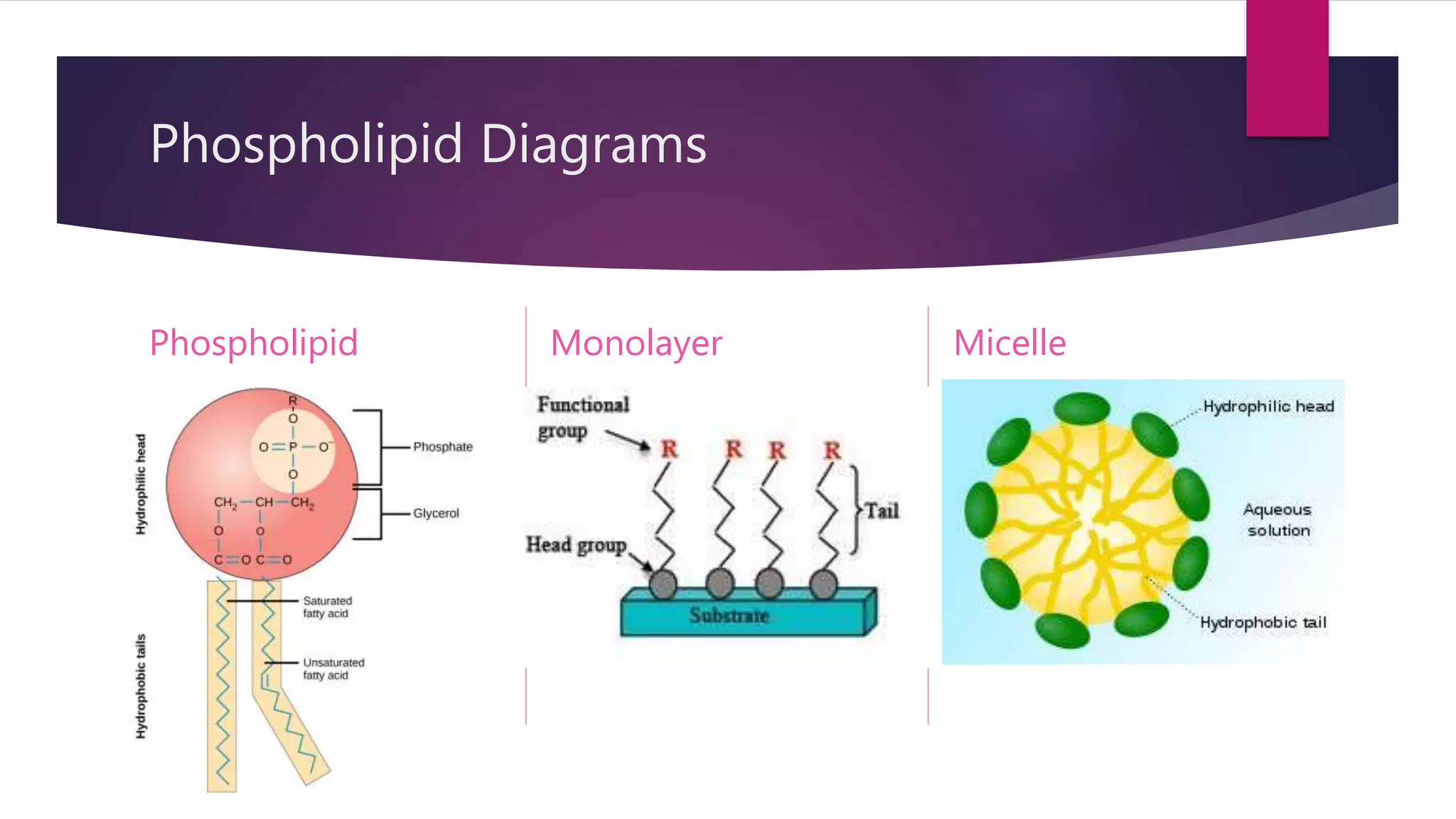 Lipids - Edexcel A-Level Biology B Topic 1.2 | PPTX