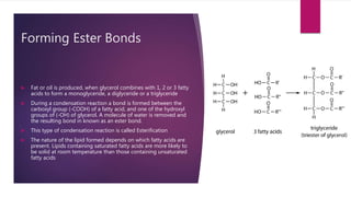Lipids - Edexcel A-Level Biology B Topic 1.2 | PPTX