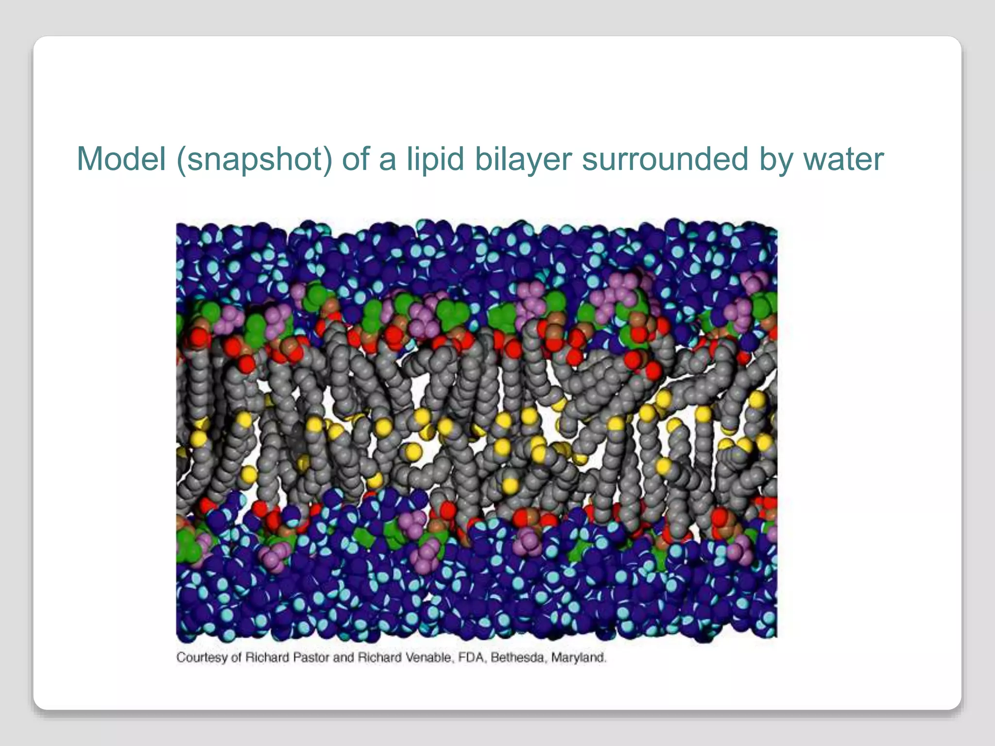 Lipids introduction. | PPTX