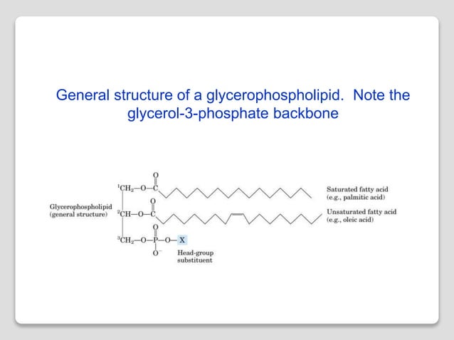 Lipids introduction. | PPTX