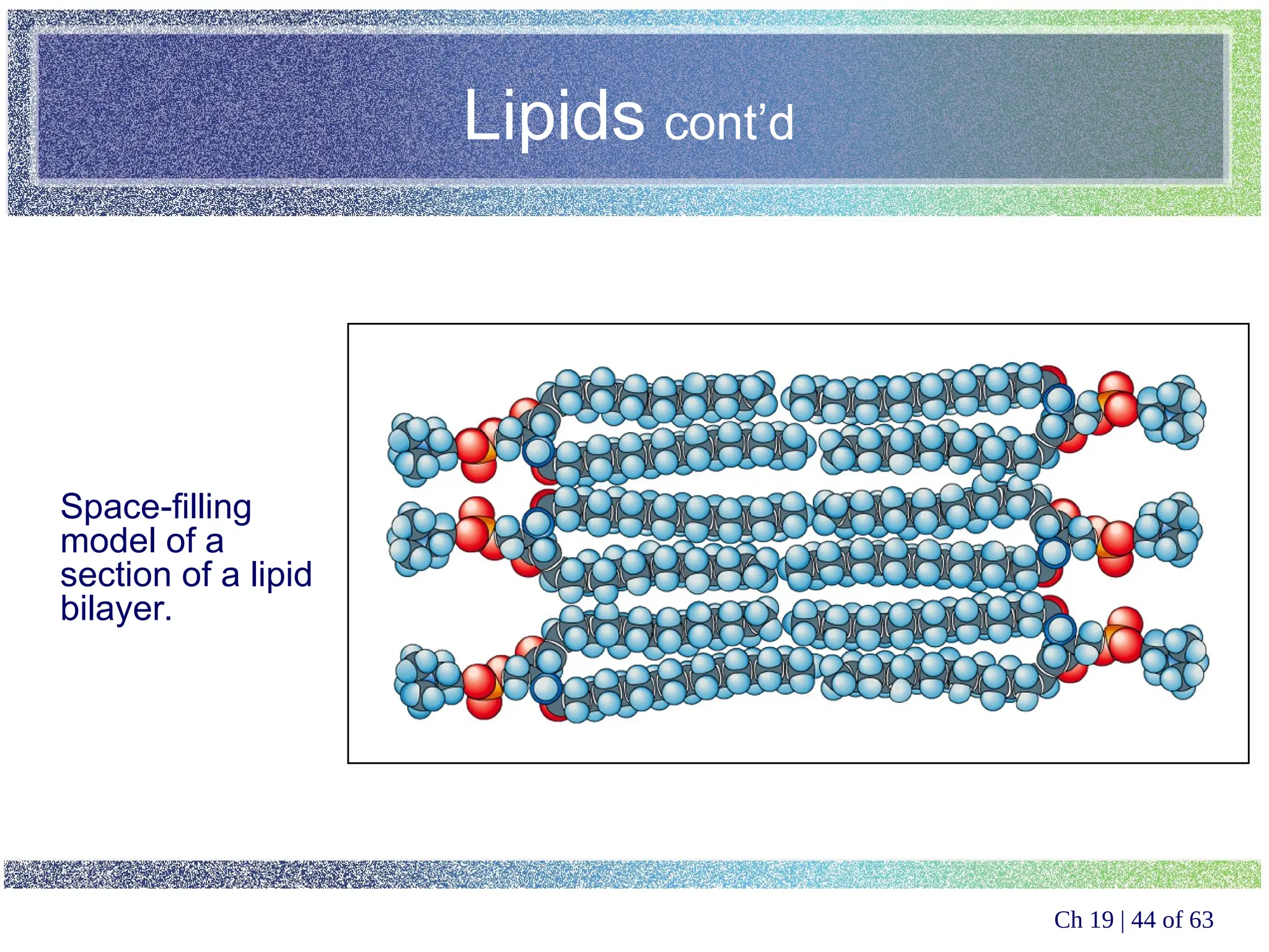 LIPIDS - Powerpoint (RECENT 2)Lipids and lipoproteins. Includes the ...