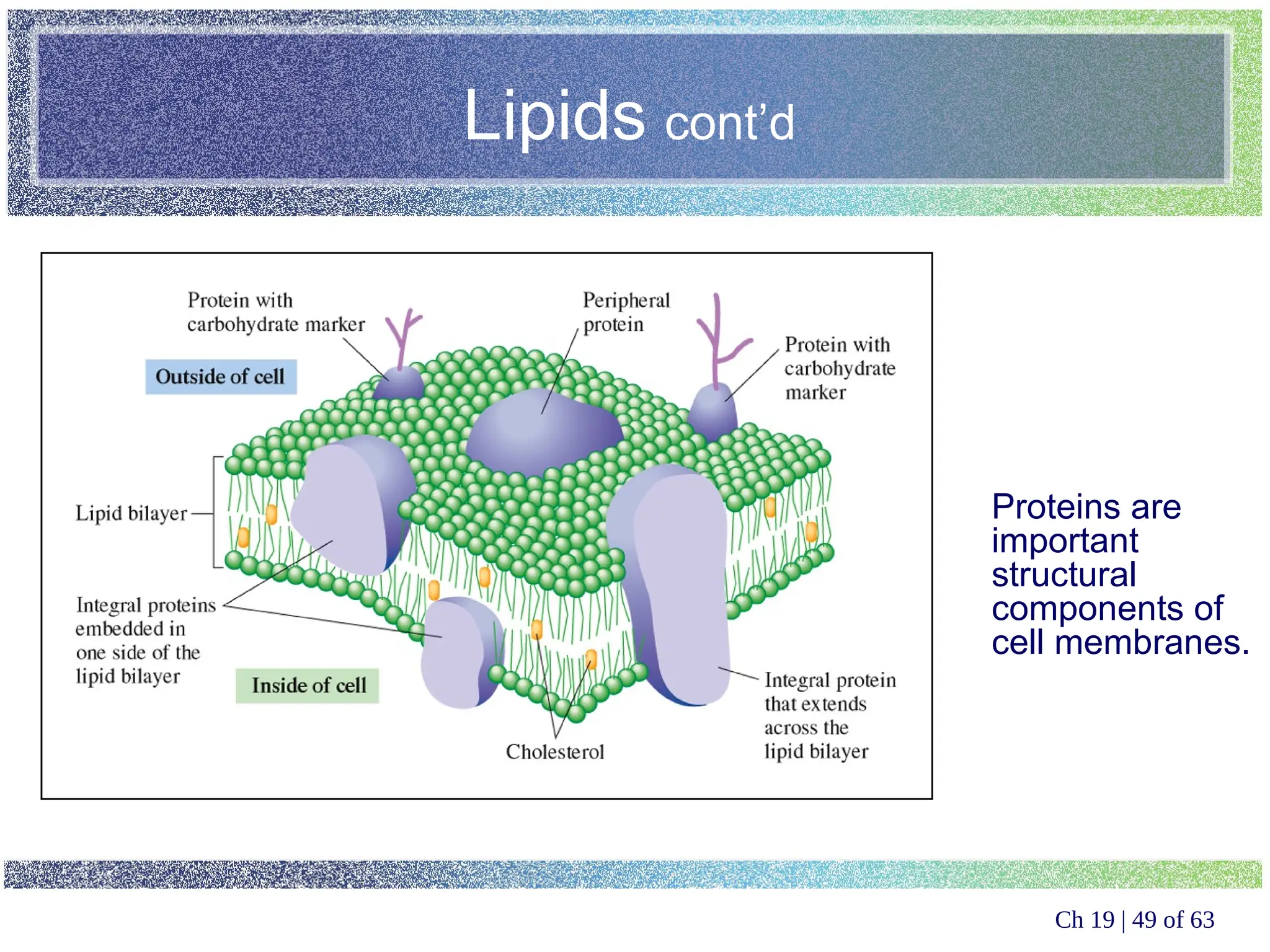 LIPIDS - Powerpoint (RECENT 2)Lipids and lipoproteins. Includes the ...