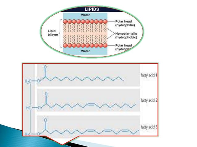Lipids properties, classification, function | PPTX | Chemistry | Science