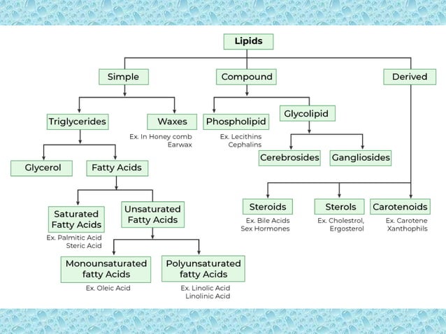 lipids classification and functions (1).pptx