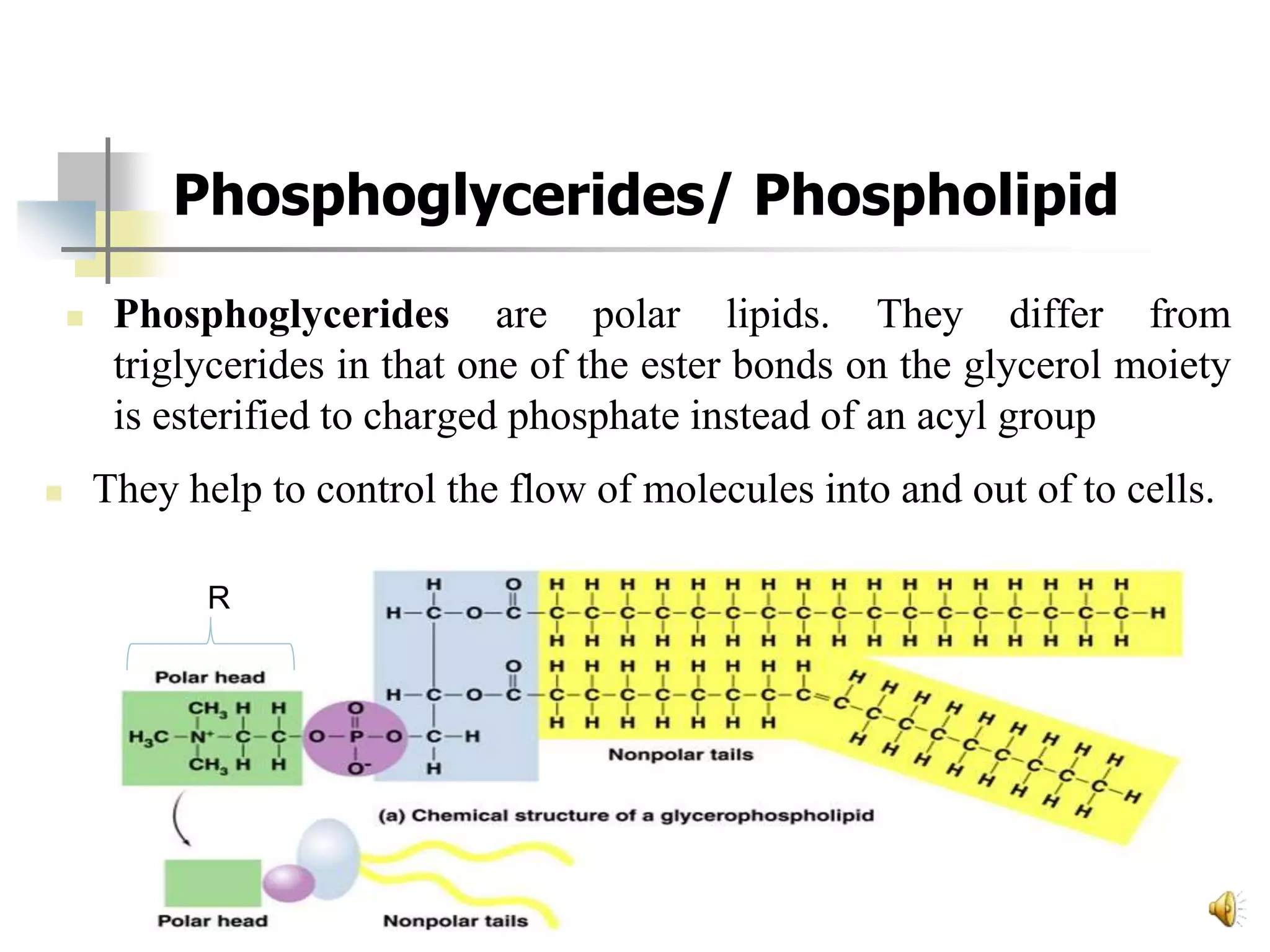 Lipids 2nd.ppt