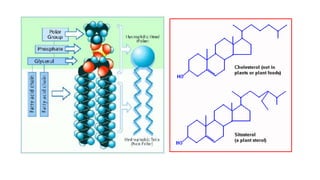 Lipids and fats | PPTX