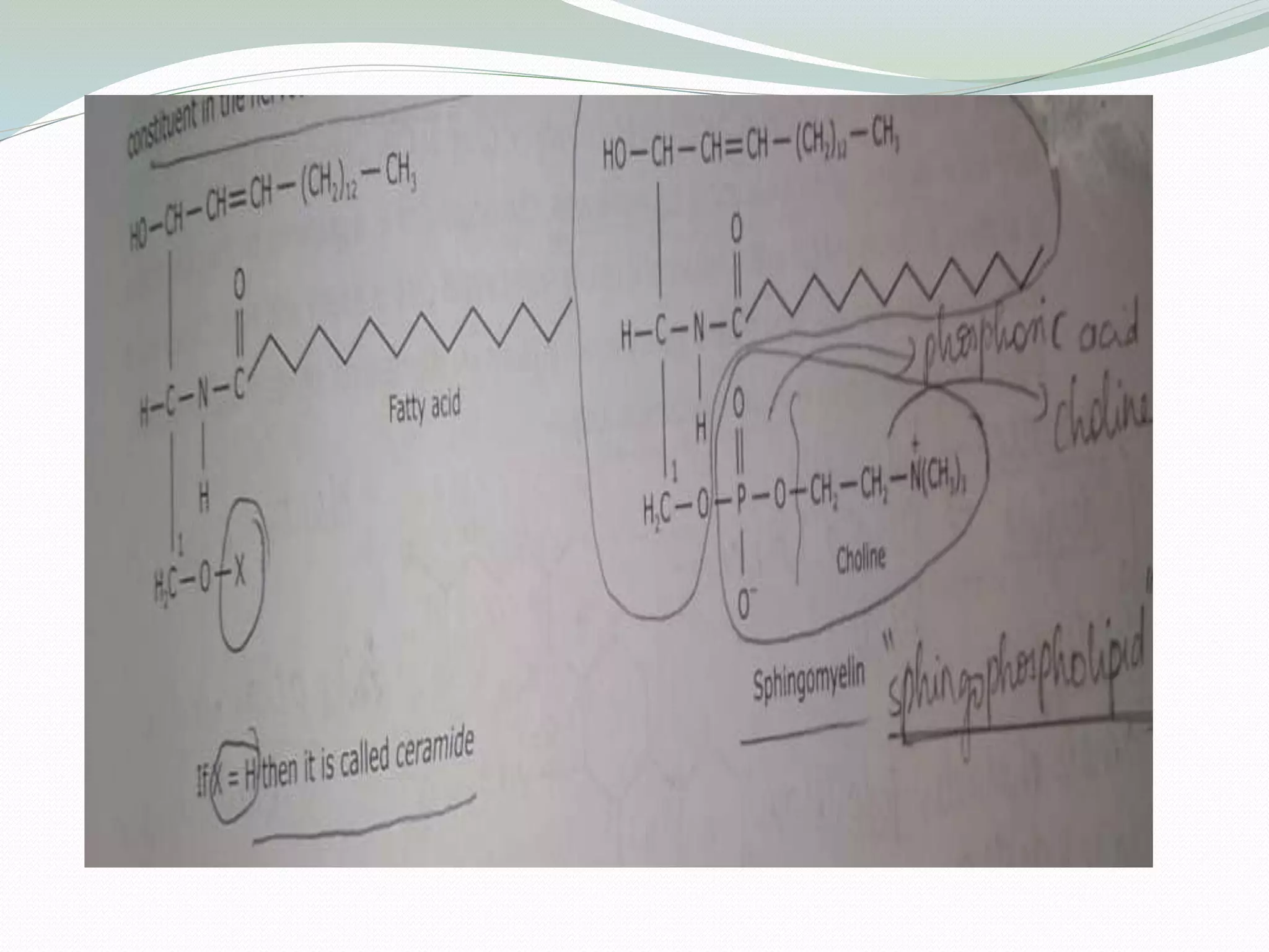 Lipids and fatty acids.pptx | Chemistry | Science