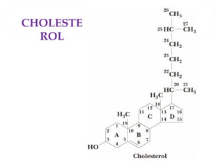 Lipids and membranes | PPT