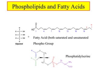 Lipids and the Immune System and puffsas | PPT