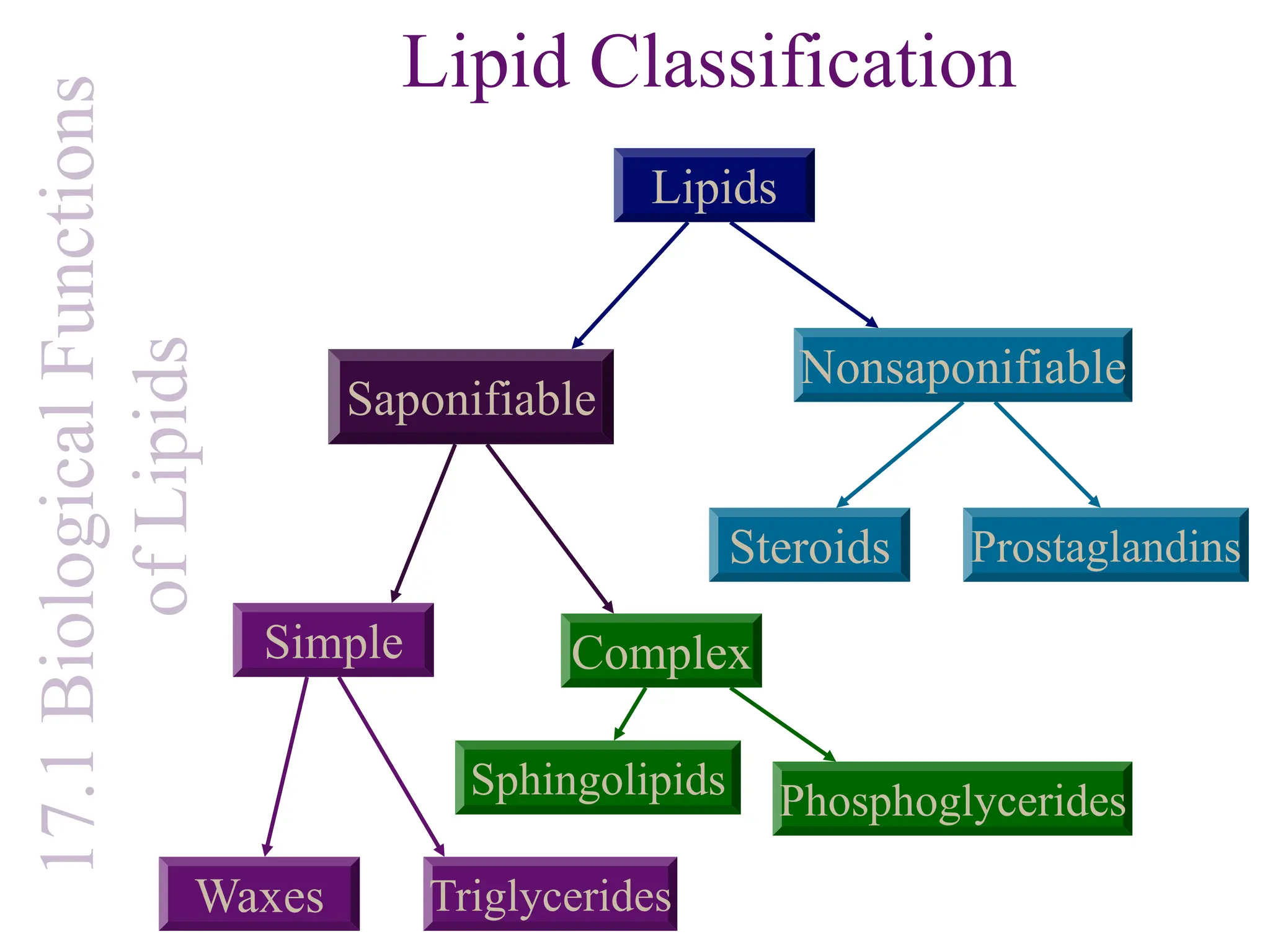 Lipids and Their Functions in Biochemical Systems.ppt