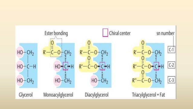 lipids biochemistry , types of lipids .pdf