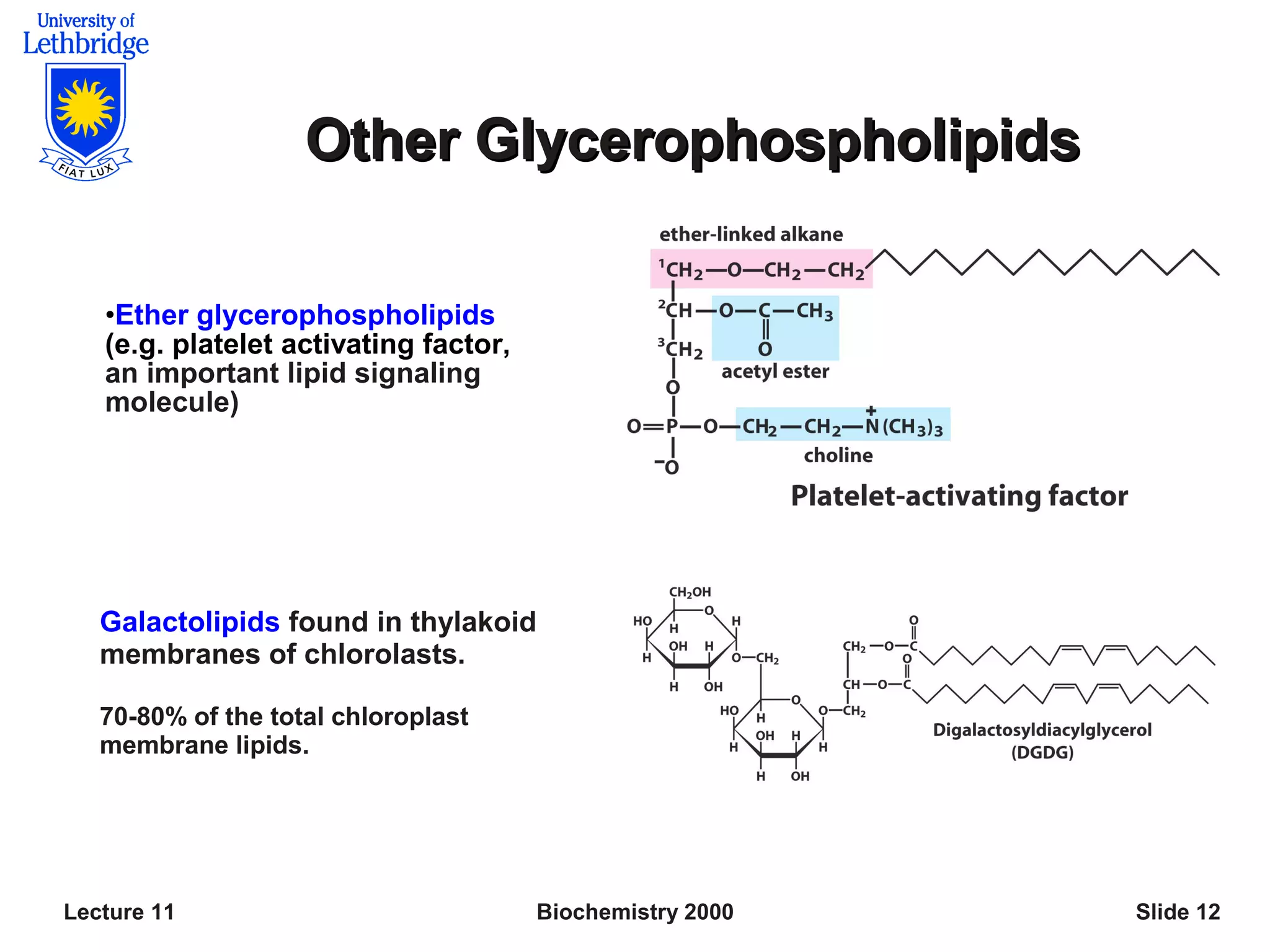 Lipids by Bchm2022.pdf