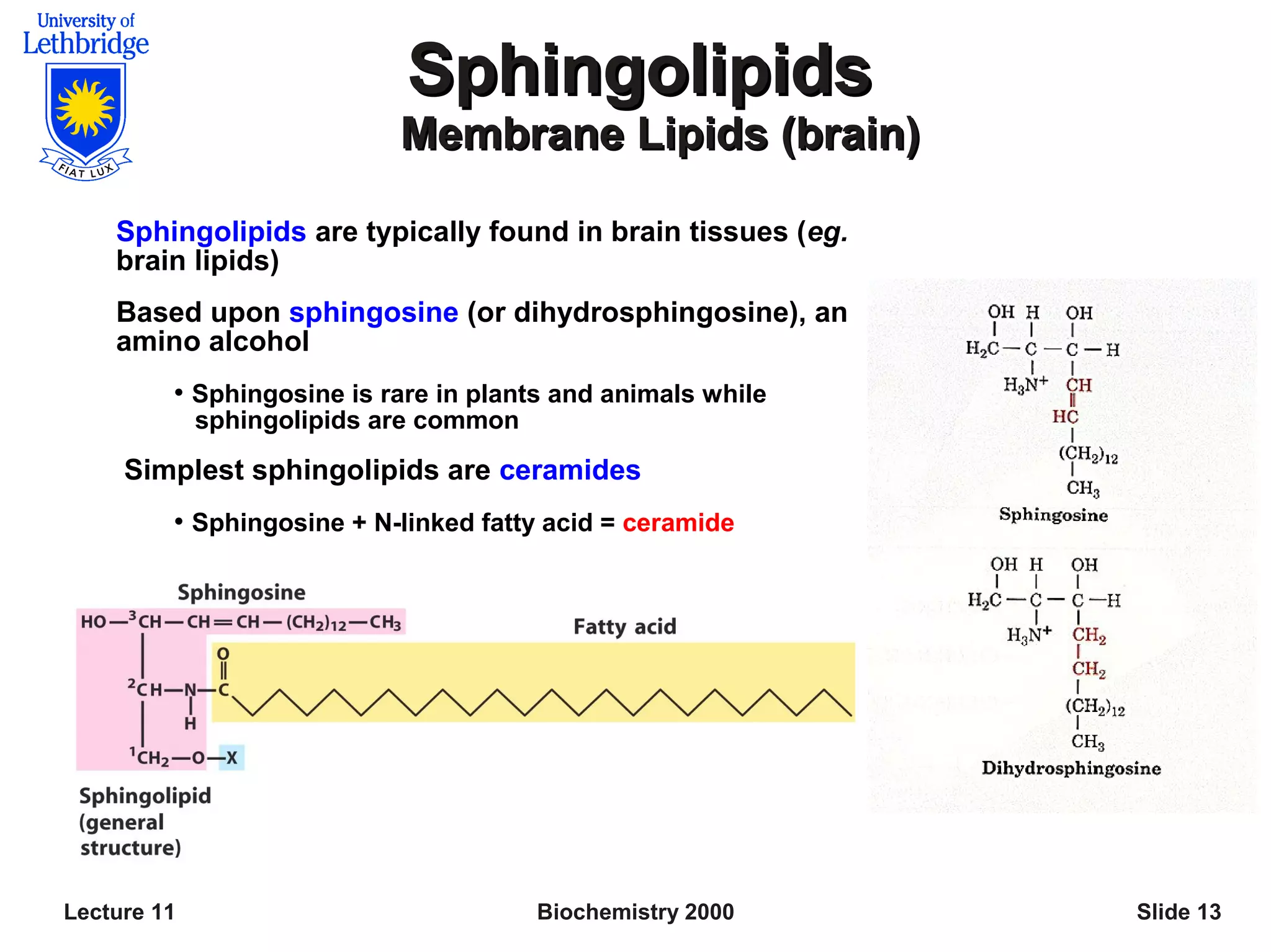 Lipids by Bchm2022.pdf