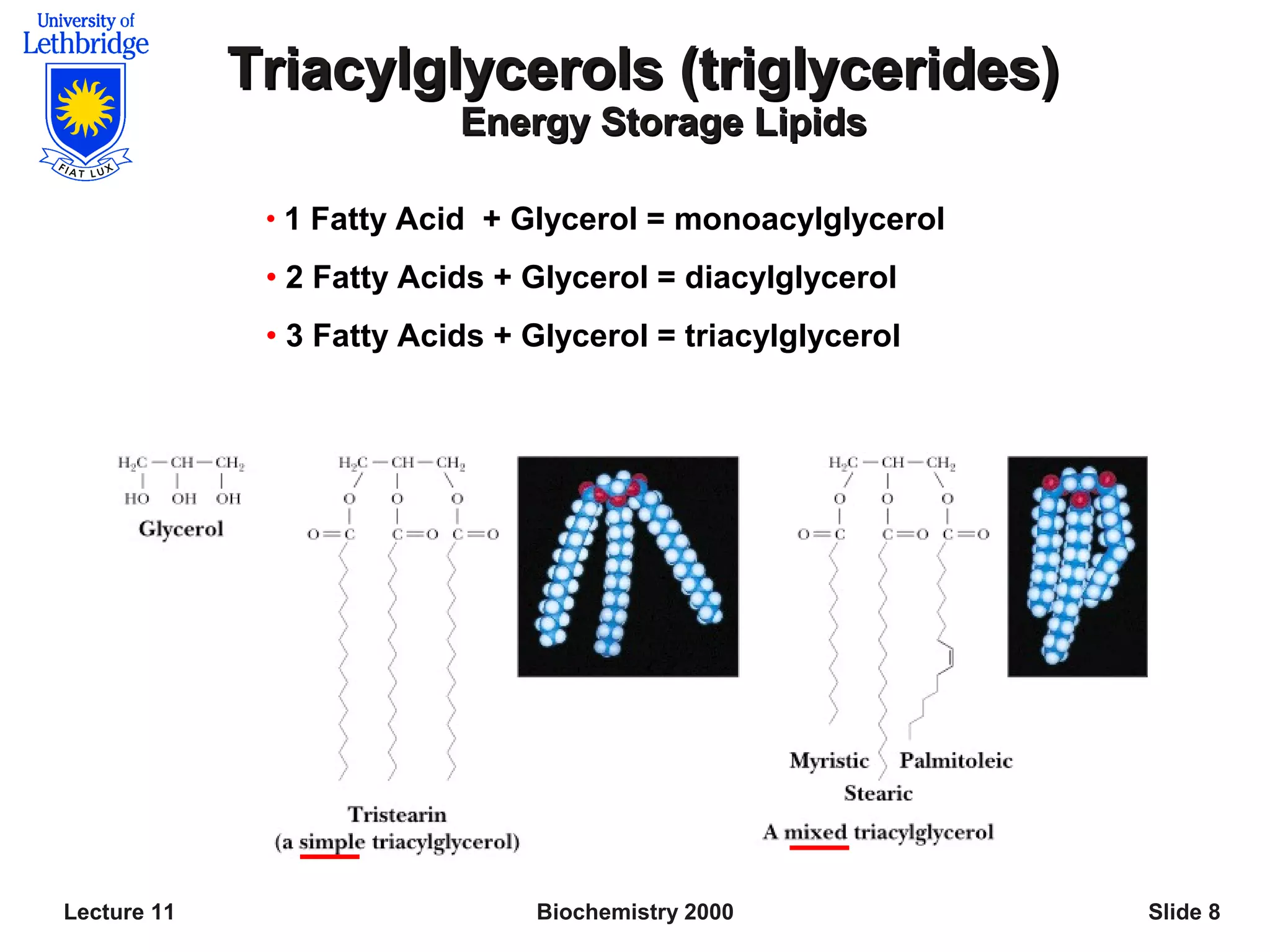 Lipids by Bchm2022.pdf