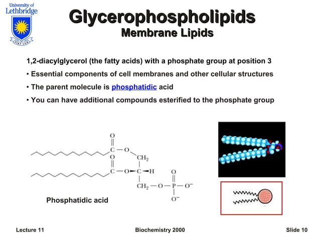 Lipids by Bchm2022.pdf