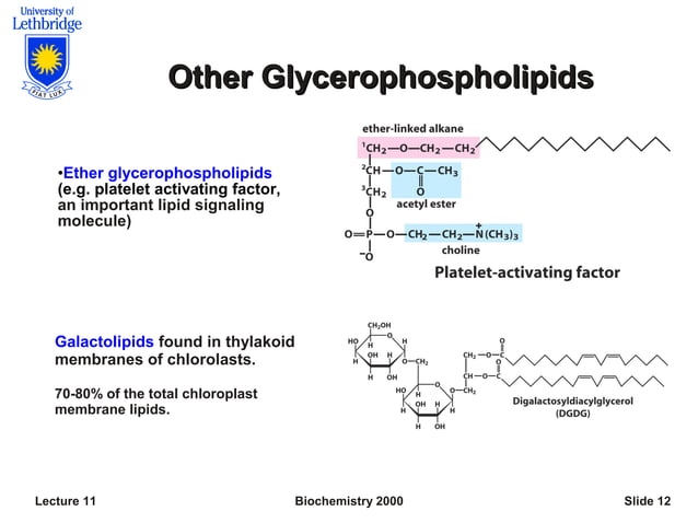 Lipids by Bchm2022.pdf