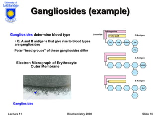 Lipids by Bchm2022.pdf