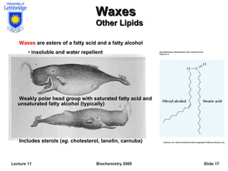 Lipids by Bchm2022.pdf