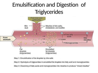 Lipids Digestion and absorption lecture.pptx