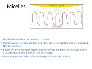 Lipids Digestion and absorption lecture.pptx