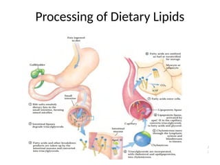 Lipids Digestion and absorption lecture.pptx