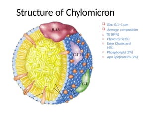 Lipids Digestion and absorption lecture.pptx