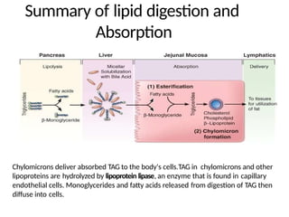 Lipids Digestion and absorption lecture.pptx