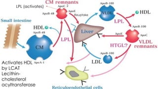 LIPIDS Homeostasis (digestion, metabolism, absorption and excretion.pptx